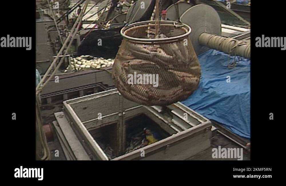 Tons fish Stock Videos & Footage - HD and 4K Video Clips - Alamy