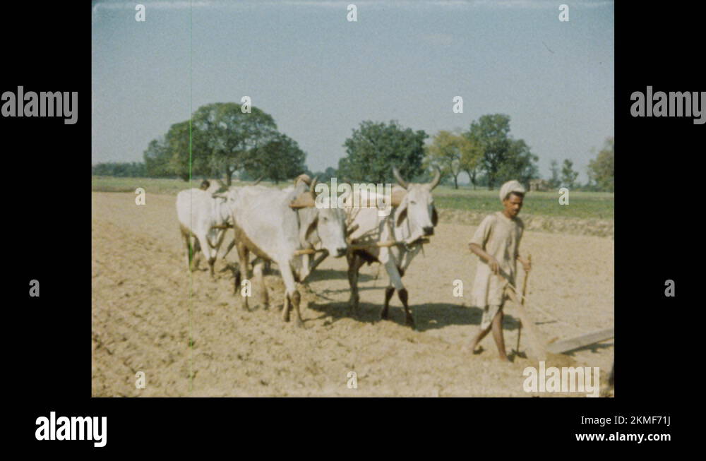 1970s: Young men sit and study texts on lawn. Farmer leads teams of ...