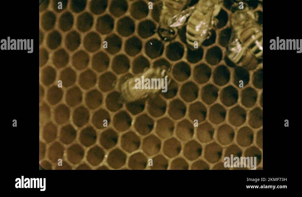 Honeybee dance Stock Videos & Footage - HD and 4K Video Clips - Alamy