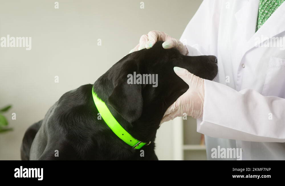 Labrador eyes Stock Videos & Footage - HD and 4K Video Clips - Alamy