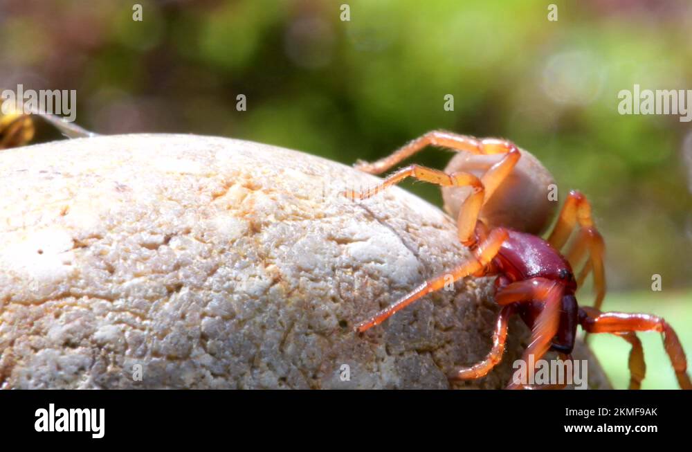 British spiders Stock Videos & Footage - HD and 4K Video Clips - Alamy