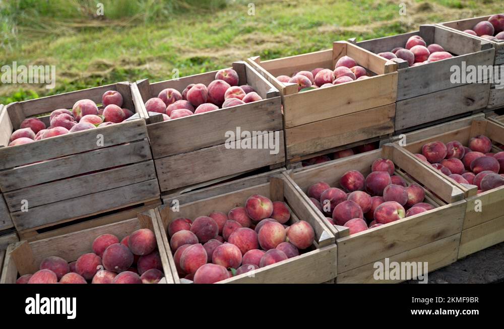 Freshly picked peaches in a crates on a flatbed behind a tractor in an ...