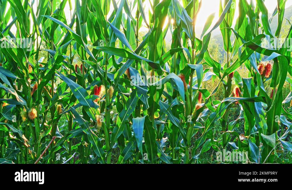 Crop pollination Stock Videos & Footage - HD and 4K Video Clips - Alamy