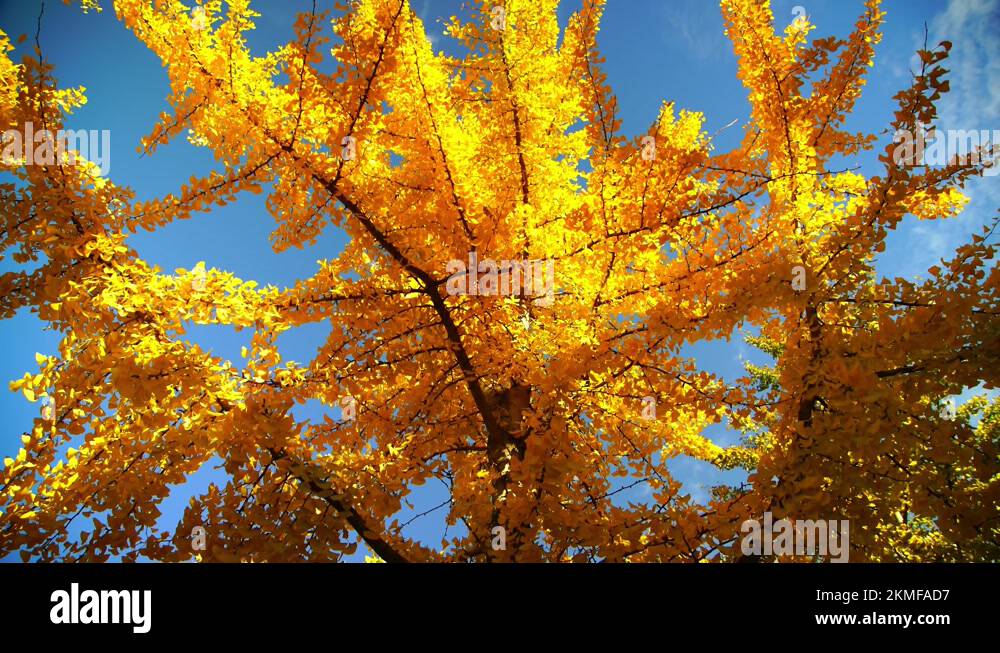 Branches leaves ginkgo biloba tree Stock Videos & Footage - HD and 4K ...