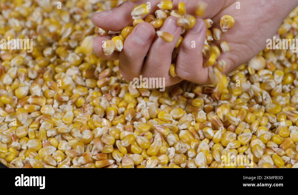 Dried corn grains Stock Videos & Footage - HD and 4K Video Clips - Alamy