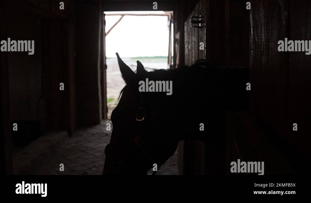 Horse looking out stall Stock Videos & Footage - HD and 4K Video Clips ... Horse looking out stall Stock Videos & Footage - HD and 4K Video Clips ...
