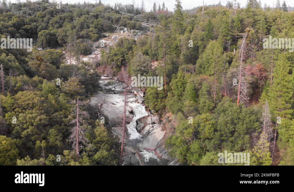 Pine oak forest Stock Videos & Footage - HD and 4K Video Clips - Alamy