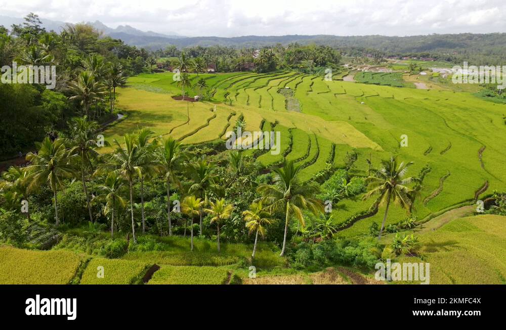 Green terraced rice fields Stock Videos & Footage - HD and 4K Video ...
