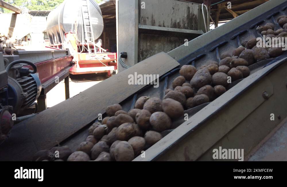 Potatoes move along a conveyor belt as part of a the grading process ...