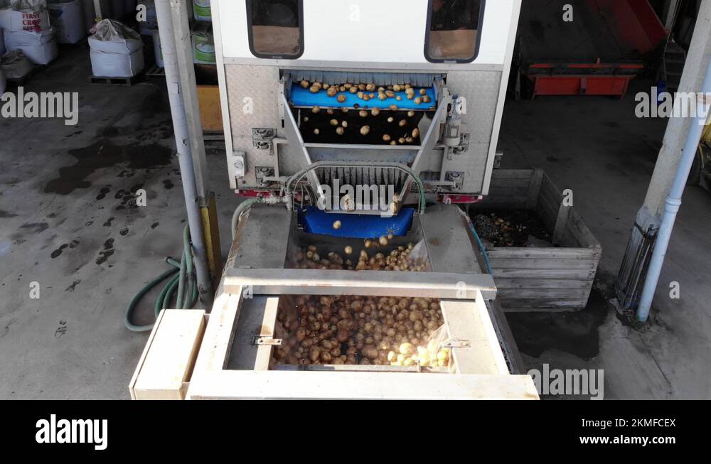 Potato grader sorting potatoes ready for loading and transport Stock ...