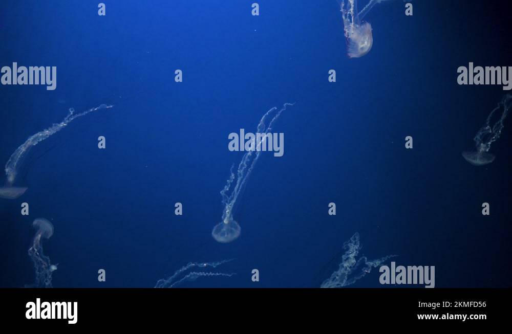 Lion's Mane (Cyanea capillata) jellyfish swim in a display tank at the ...