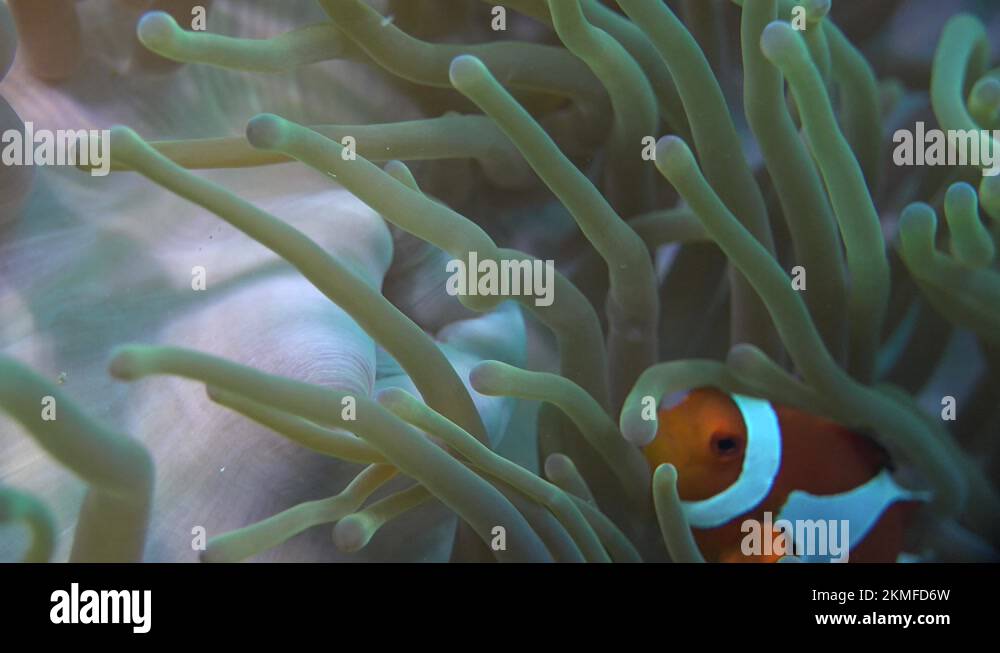 Clownfish (Amphiprion ocellaris) cleaning mouth of sea anemone Stock ...