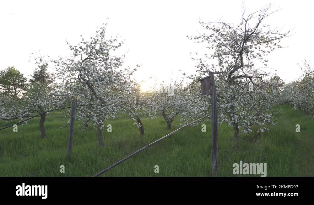 Apple Orchard in Bloom at sunset. Rows of fruit trees in flower Stock ...