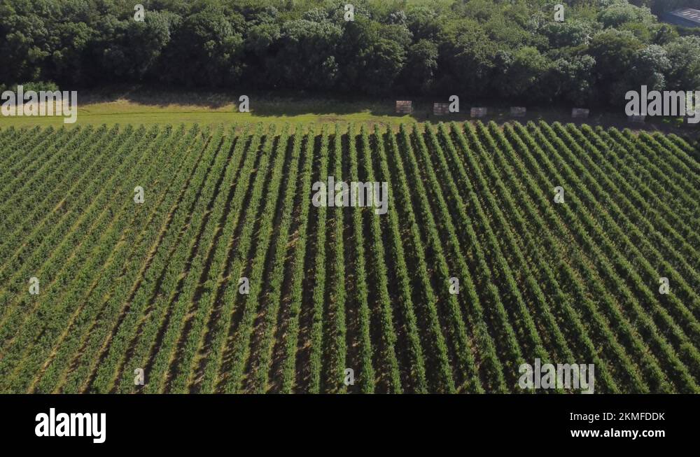 Lines of apple trees in an orchard on a farm in Chartham in Kent, UK ...