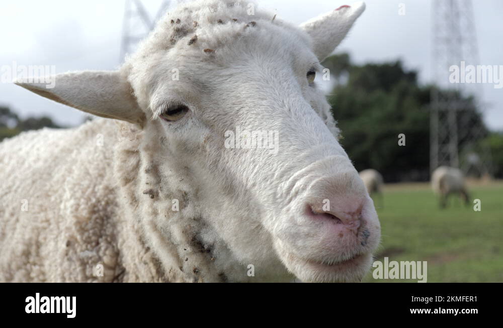 White suffolk sheep Stock Videos & Footage - HD and 4K Video Clips - Alamy