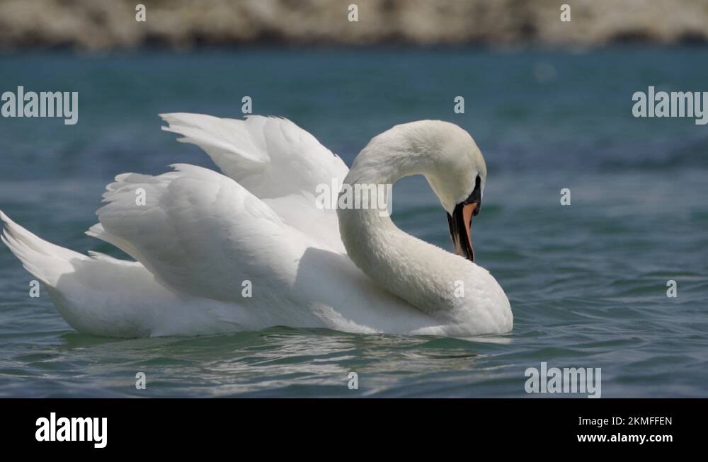 Noble birds Stock Videos & Footage - HD and 4K Video Clips - Alamy