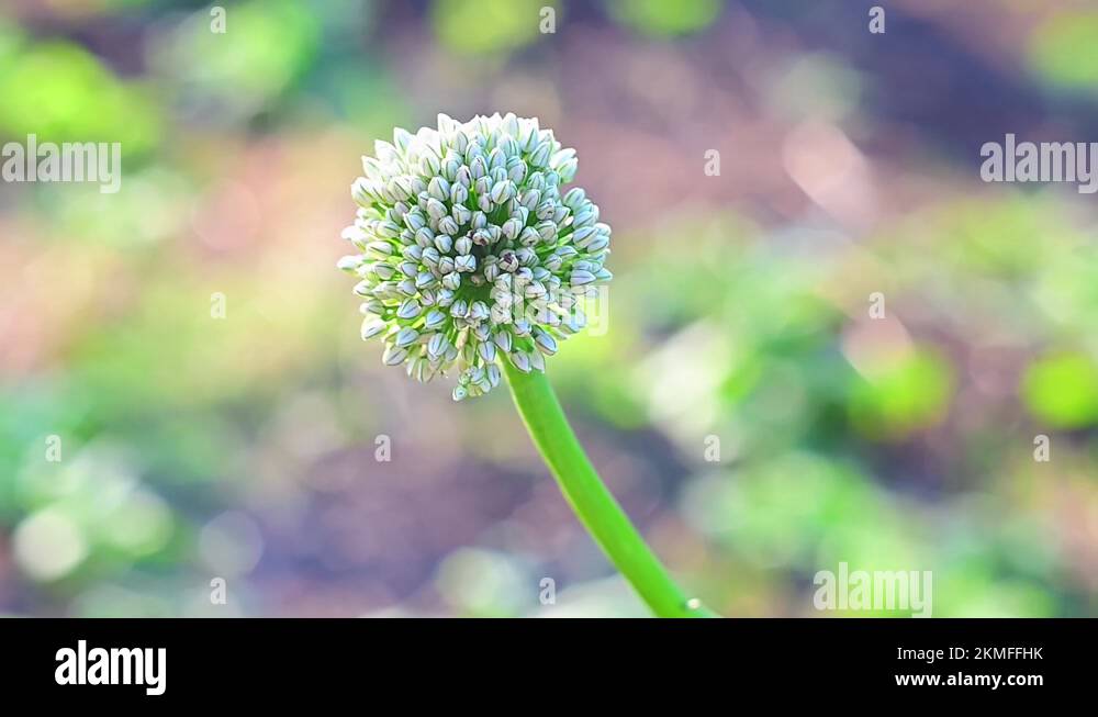 Onion flower Stock Videos & Footage - HD and 4K Video Clips - Alamy