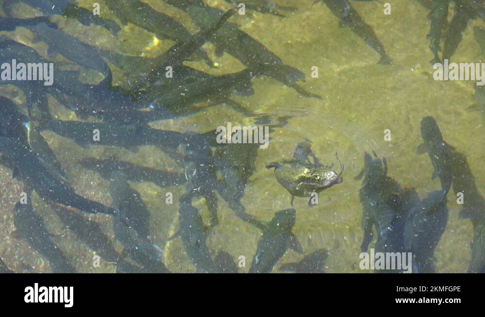 Trout fish is dying in the pool Stock Video Footage - Alamy