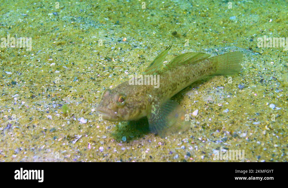 The black goby (Gobius niger) floats above the seabed, the Black Sea Stock Video Footage - Alamy