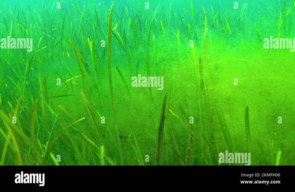 Zostera seagrass and green algae (Cladophora sp.) on the seabed, Black ...