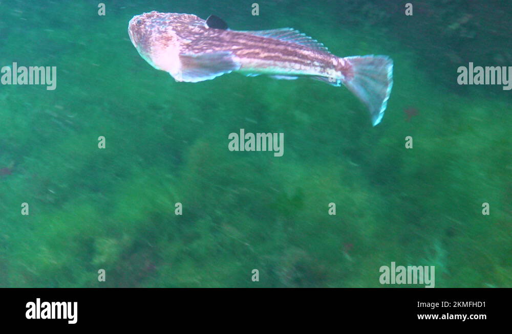 The Atlantic stargazer (Uranoscopus scaber), dangerous poisonous fish ...