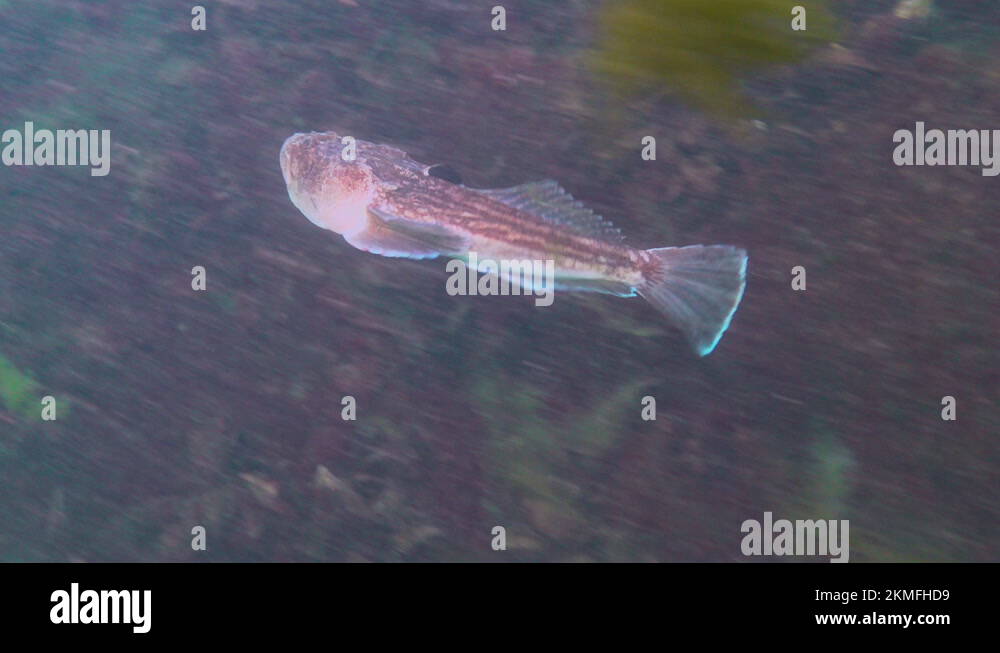 Atlantic stargazer uranoscopus scaber dangerous Stock Videos & Footage ...