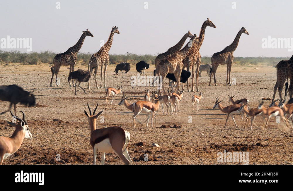 Wild animals in game park africa Stock Videos & Footage - HD and 4K ...