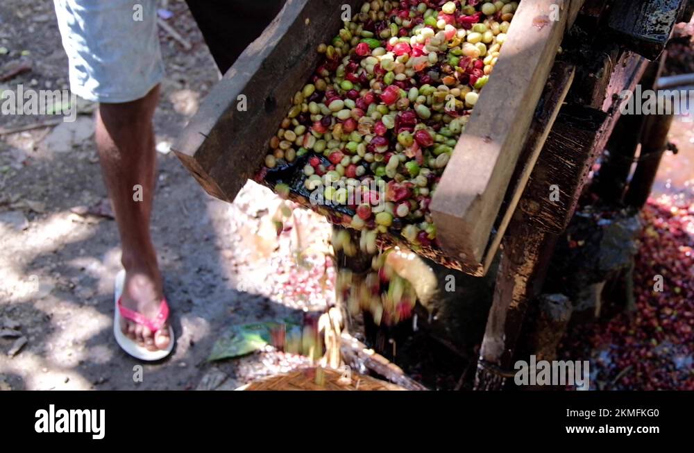 Pulping Ripe Coffee Cherries With Traditional Water Processing During ...