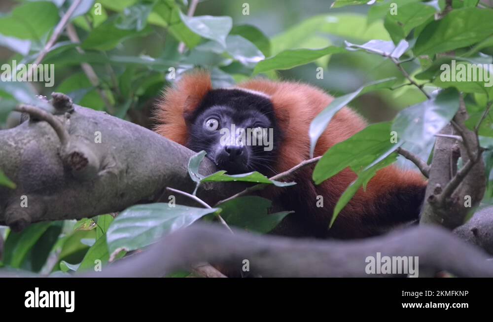 Critically Endangered Red Ruffed Lemur Resting On A Tree Branch Look At ...