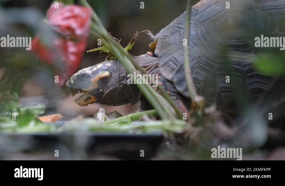 Tortoises head Stock Videos & Footage - HD and 4K Video Clips - Alamy
