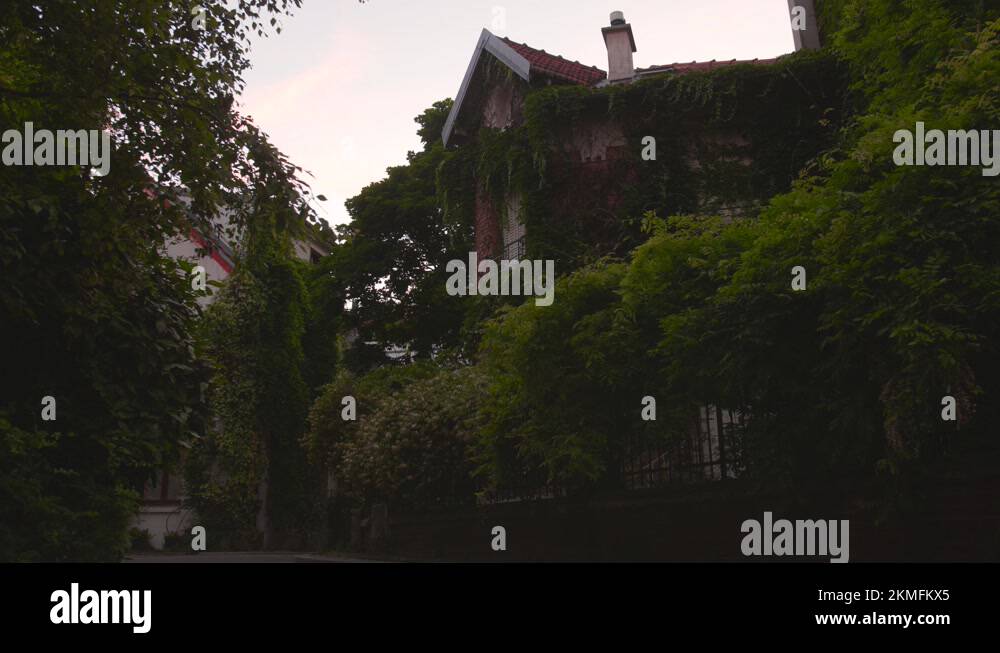 Creeping ivy plants Stock Videos & Footage - HD and 4K Video Clips - Alamy