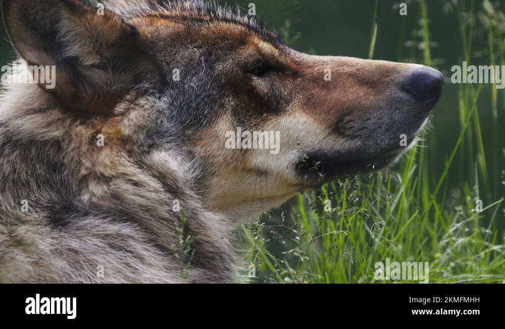 Wolf face Stock Videos & Footage - HD and 4K Video Clips - Alamy