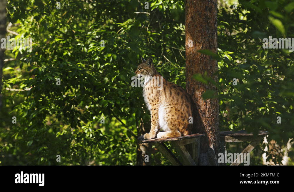 lynx sits on a platform on trunk above ground, observing the ...