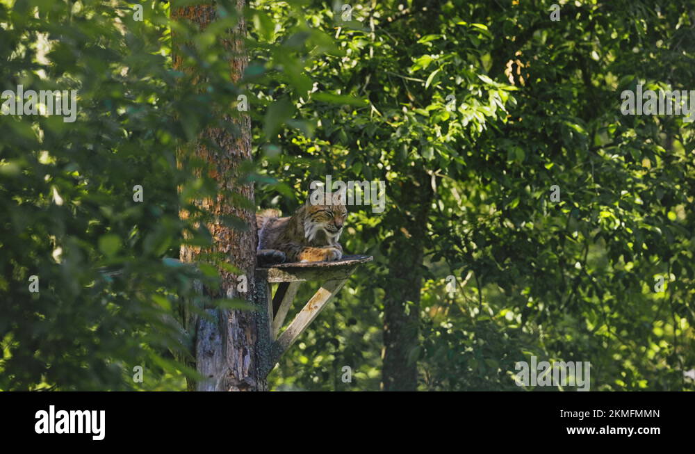 Endangered predator Stock Videos & Footage - HD and 4K Video Clips - Alamy