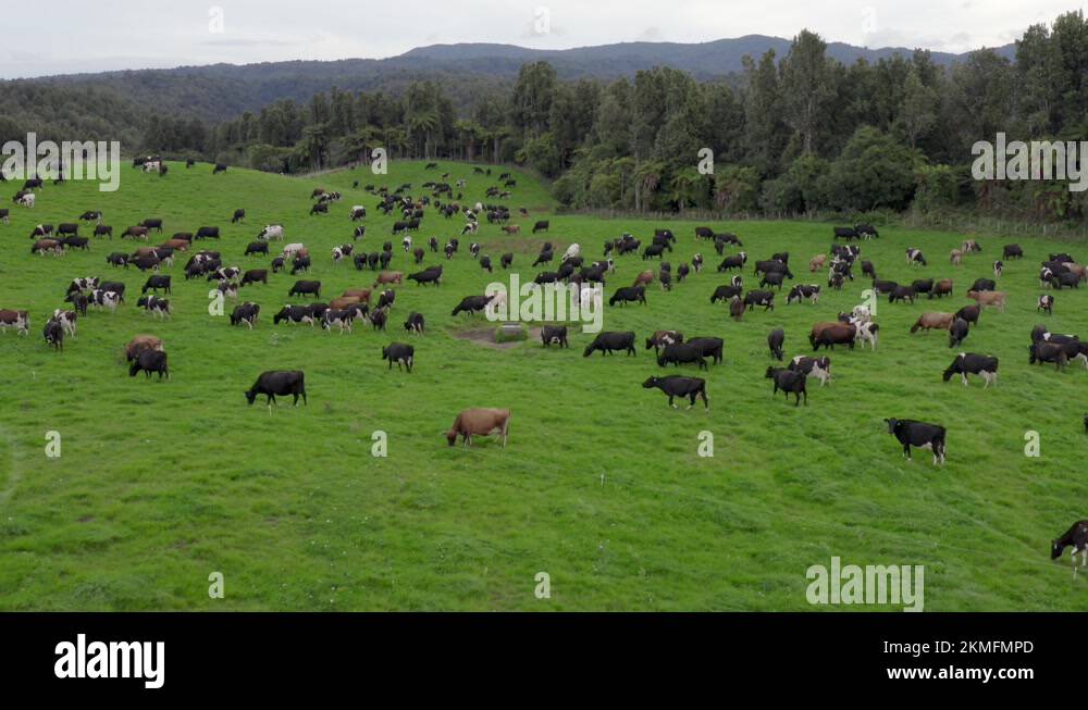 Green grass paddock field Stock Videos & Footage - HD and 4K Video ...