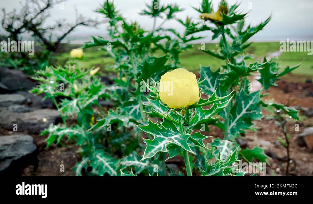 Argemone mexicana flower plant Stock Videos & Footage - HD and 4K Video ...