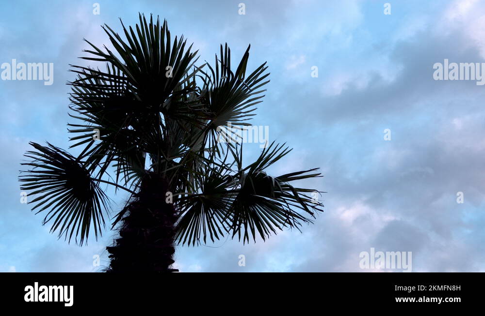 Bending palm tree Stock Videos & Footage - HD and 4K Video Clips - Alamy