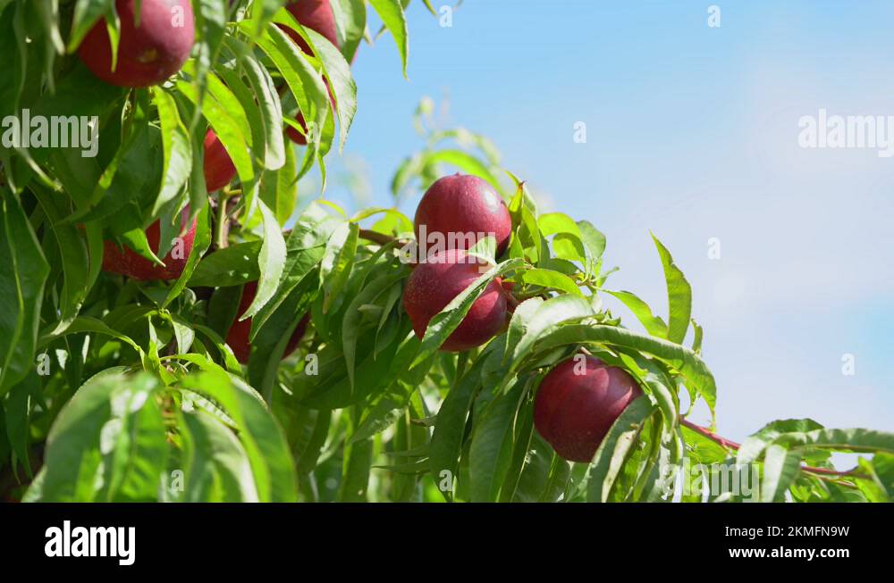 Tree nectarine fruit leaves red Stock Videos & Footage - HD and 4K ...
