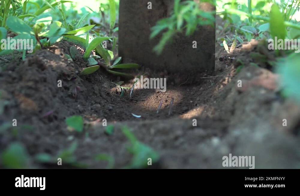 Farming male digging holes in soil Stock Videos & Footage - HD and 4K ...