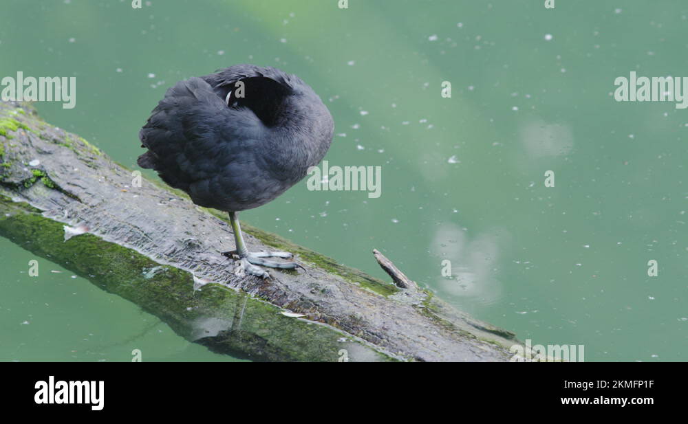 As bald as a coot Stock Videos & Footage - HD and 4K Video Clips - Alamy