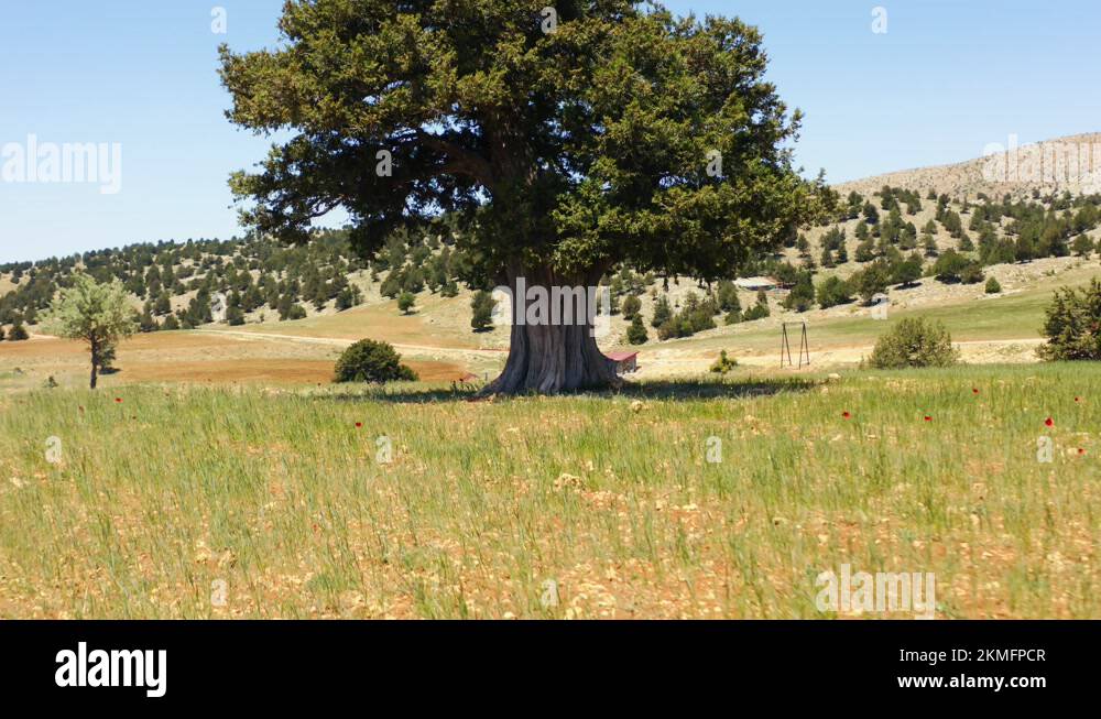 Adult at tree Stock Videos & Footage - HD and 4K Video Clips - Alamy
