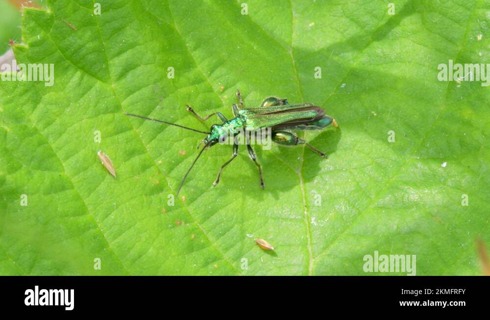Green british beetle Stock Videos & Footage - HD and 4K Video Clips - Alamy