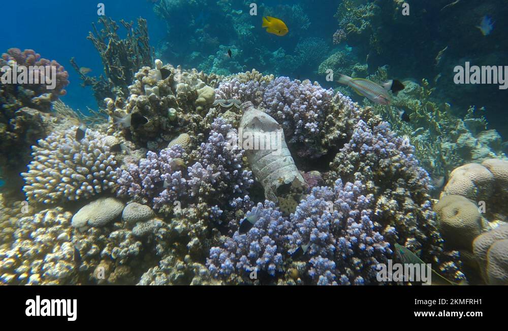 Old plastic bottle lies on the beautiful coral reef. Plastic pollution ...