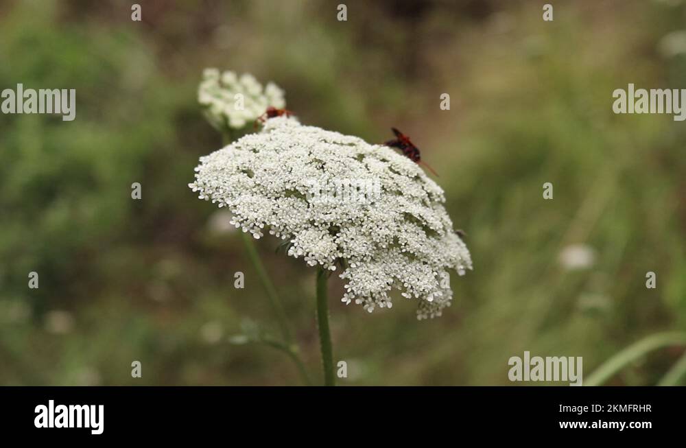 Plants for insects Stock Videos & Footage - HD and 4K Video Clips - Alamy