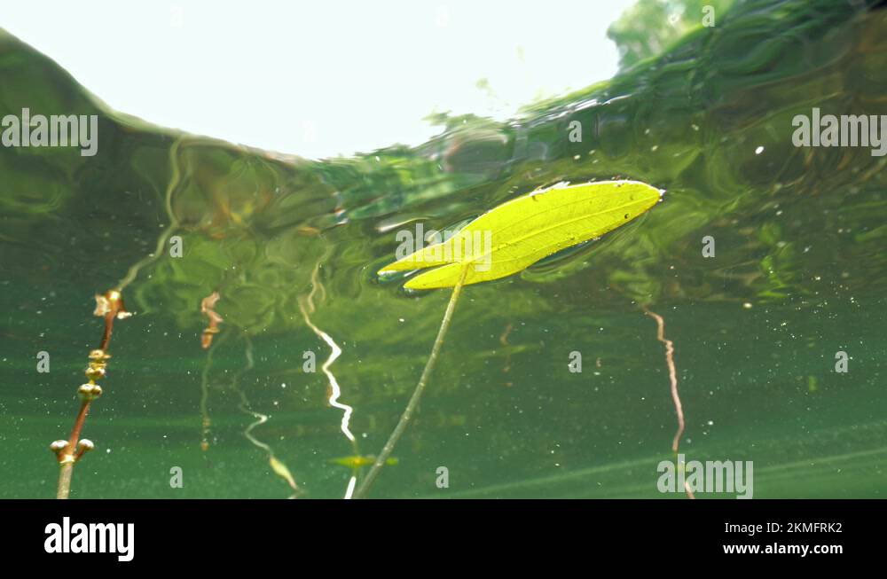 Floating leaf plant Stock Videos & Footage - HD and 4K Video Clips - Alamy