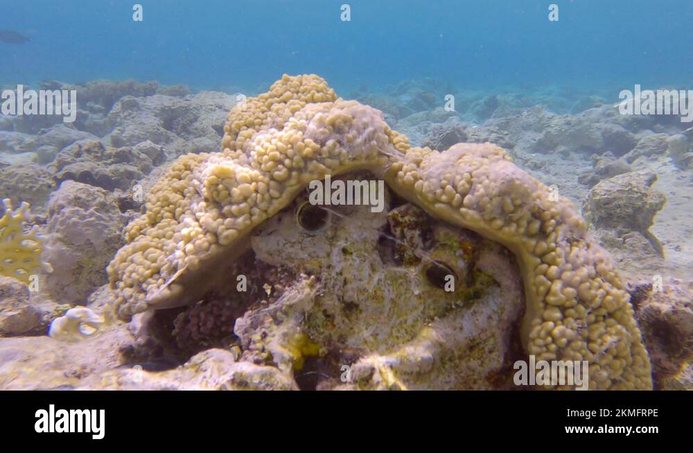 Caribbean worm Stock Videos & Footage - HD and 4K Video Clips - Alamy