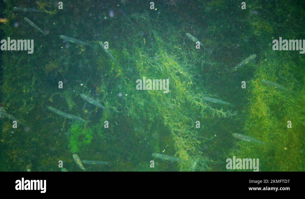 Pelagic animals Stock Videos & Footage - HD and 4K Video Clips - Alamy