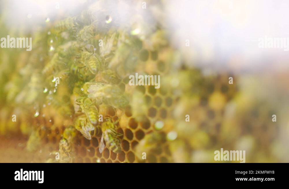 Apis mellifera honeycomb beehive Stock Videos & Footage - HD and 4K ...