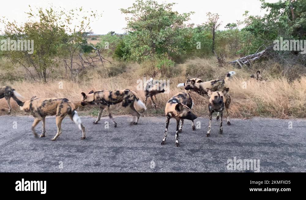 Predator behavior activity Stock Videos & Footage - HD and 4K Video ...