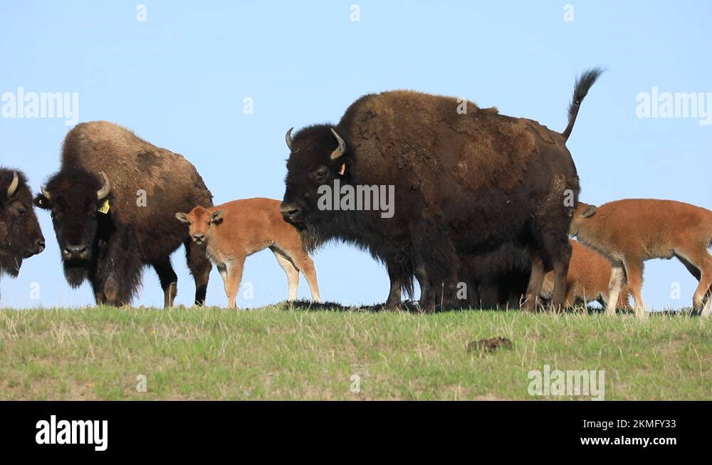 Long horn bison Stock Videos & Footage - HD and 4K Video Clips - Alamy